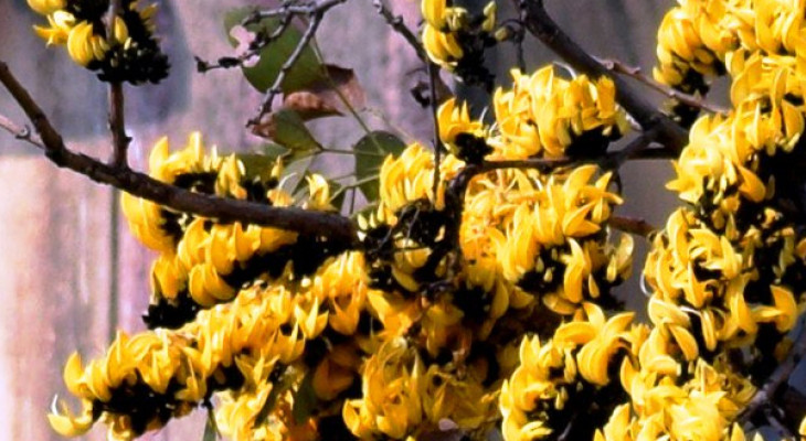 yellow palash tree in deep problem vilagers awake for saving