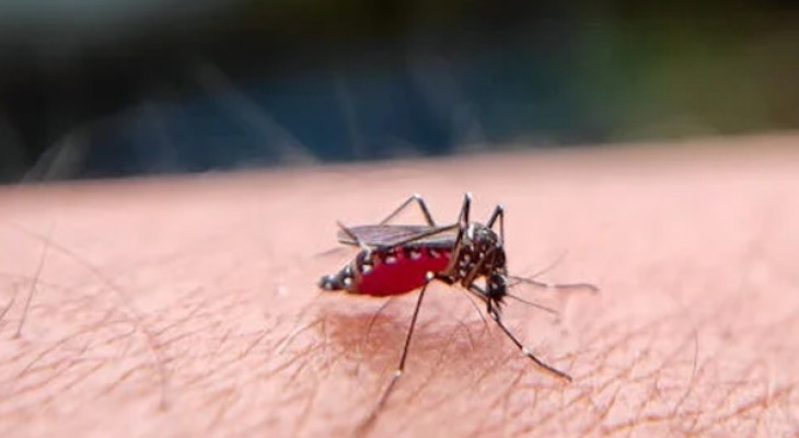 Activities to prevent dengue outbreak begin at Tehatta Sub District ...