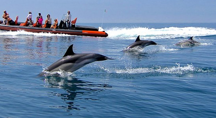 Tourists can now enjoy a Dolphin Safari varanasi