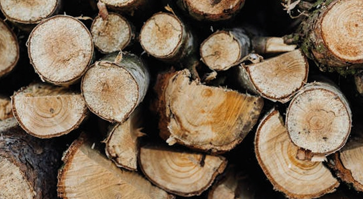 Forest Department to cut 10-year-old trees on 100 hectares of land