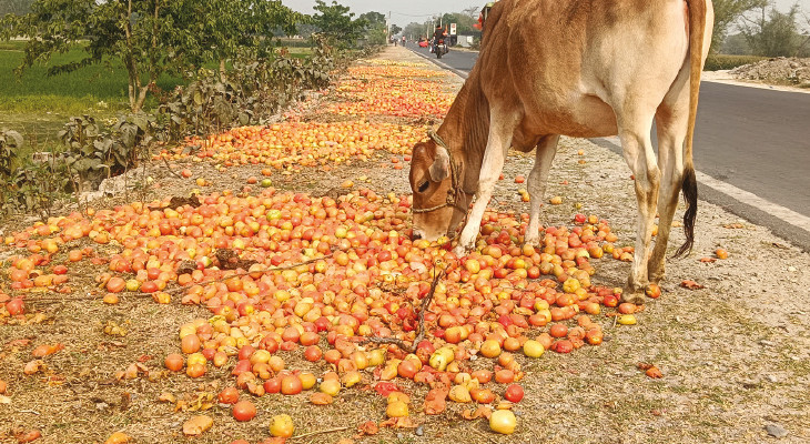 Frustrated farmers dump sacks of tomatoes on the roadside
