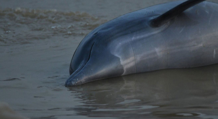 Dead dolphins and fish are frequently found floating in the Ganges due ...