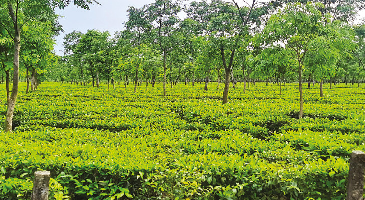 Rain brings relief to Dooars tea belt, irrigation costs reduced