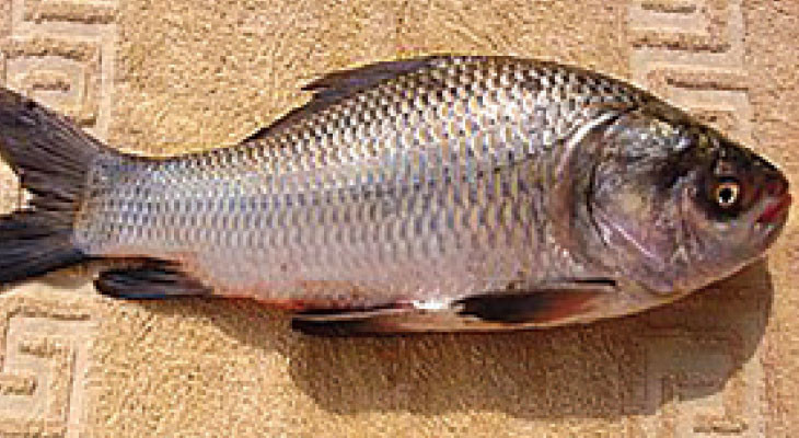 It is a tradition of the Kurmi tribe to deliver fish to the house of a ...