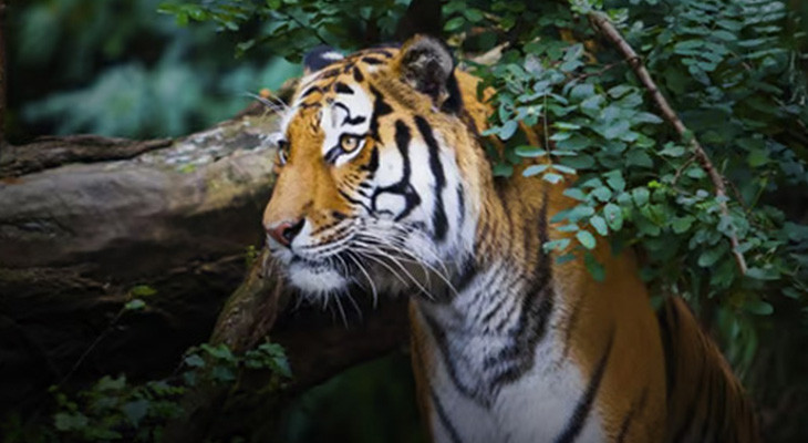 Tiger fear among villagers, footprints of unknown animal found in ...
