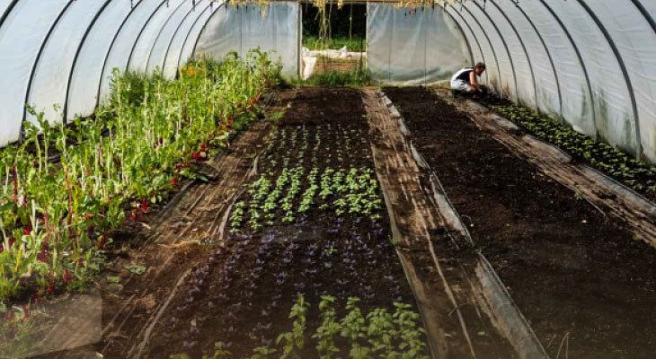 Importance of farming in 'poly house' system, subsidies for farmers to ...