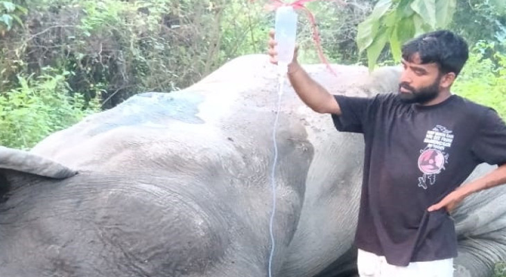 elephant dies in fierce fight over mate in Buxar forest