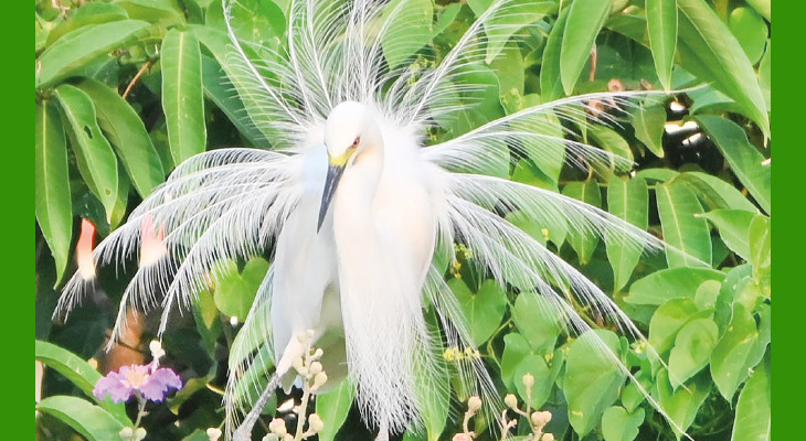 Migrants arrive at Raiganj Kulik bird sanctuary ahead of schedule