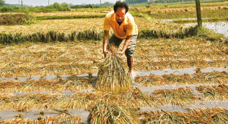 Paddy cultivation under SRI system to begin for the first time in ...