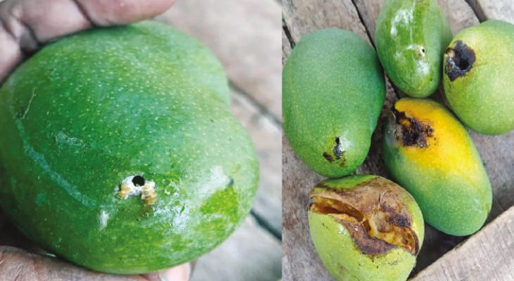 Mango farmers fear damage from borer attack in mango orchards