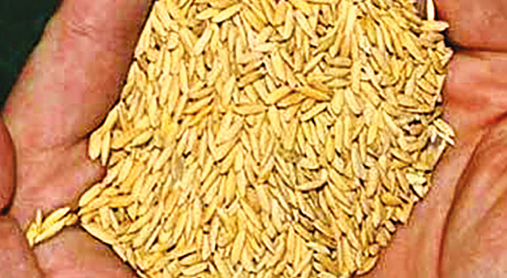 Emphasis on selling certified rice seeds