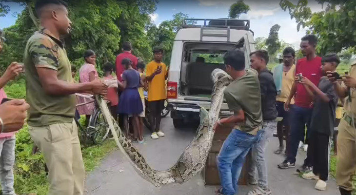 15-foot python rescued from tea garden