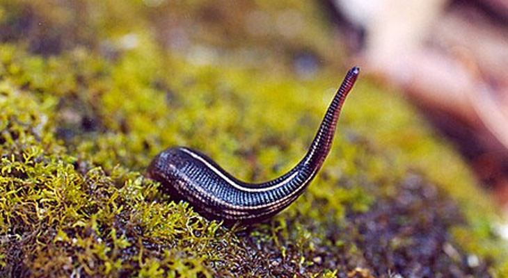 Road to Anganwadi centre in bad condition; Leech infestation causes ...