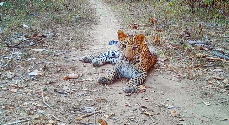 Leopard caught on camera in Simni forest