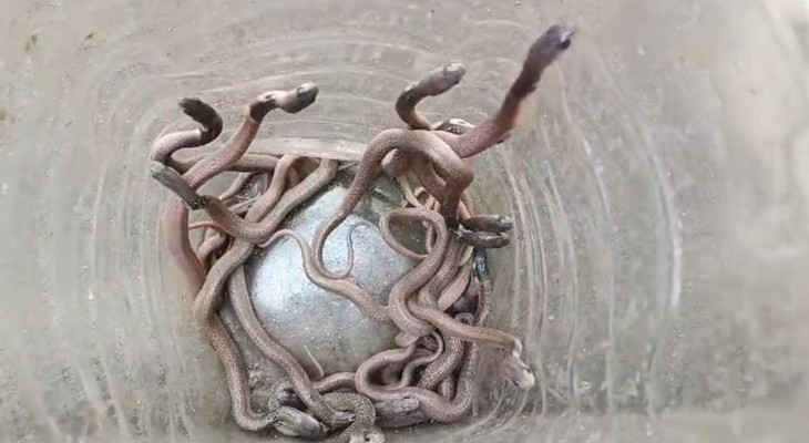 16 baby snakes are slithering around in the basement of a house under ...