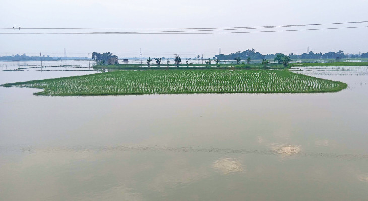 Freshly sown paddy fields in Katwa are submerged, waking up farmers