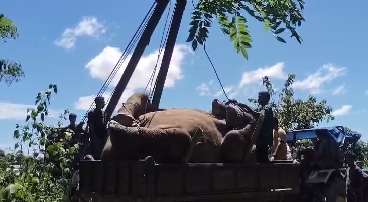 An adult elephant dies after being electrocuted in a betel nut orchard ...