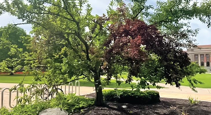 Tree of Forty