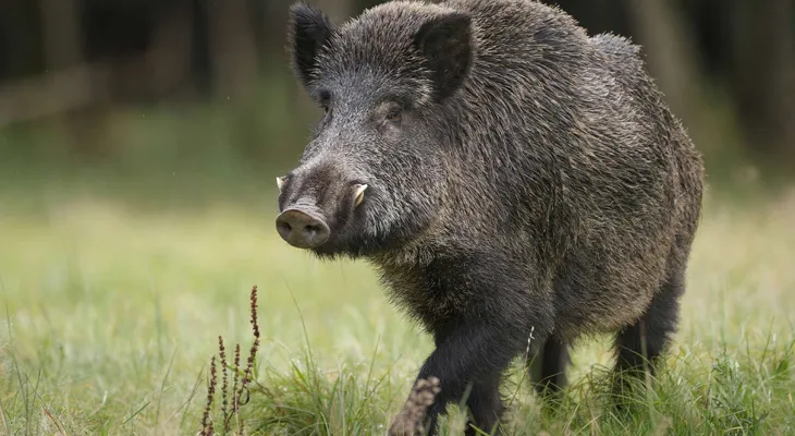 Nine injured in wild boar attack in Dhupguri
