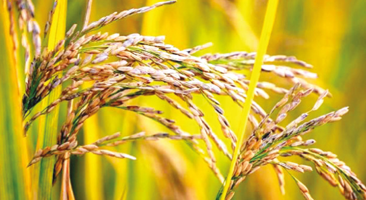 Farmers fear losses due to insect and disease attacks in Rabi crops due ...