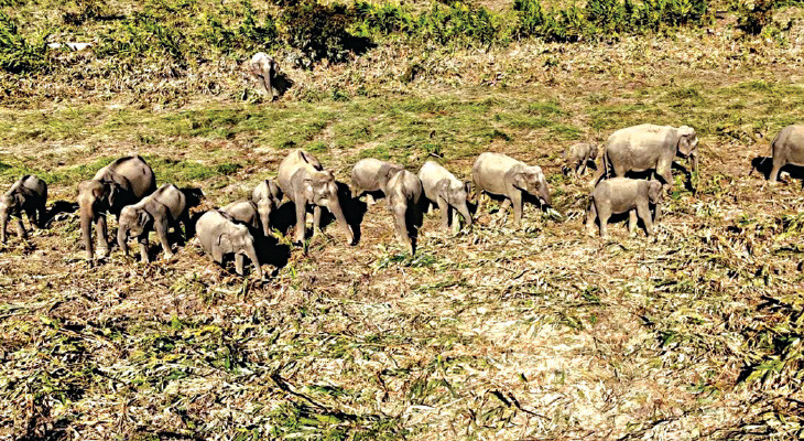 Great success in drone surveillance, no poaching or timber smuggling ...