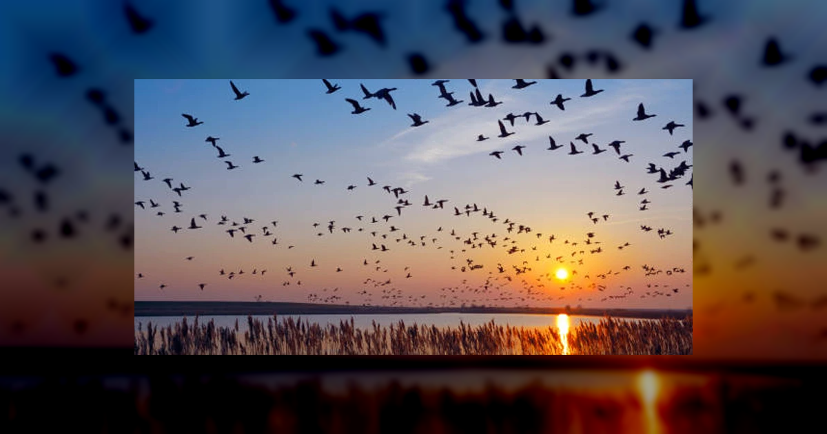 This time, a flock of migratory birds arrived at Coolie before the ...