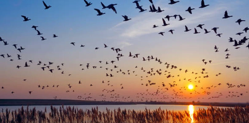 This time, a flock of migratory birds arrived at Coolie before the ...