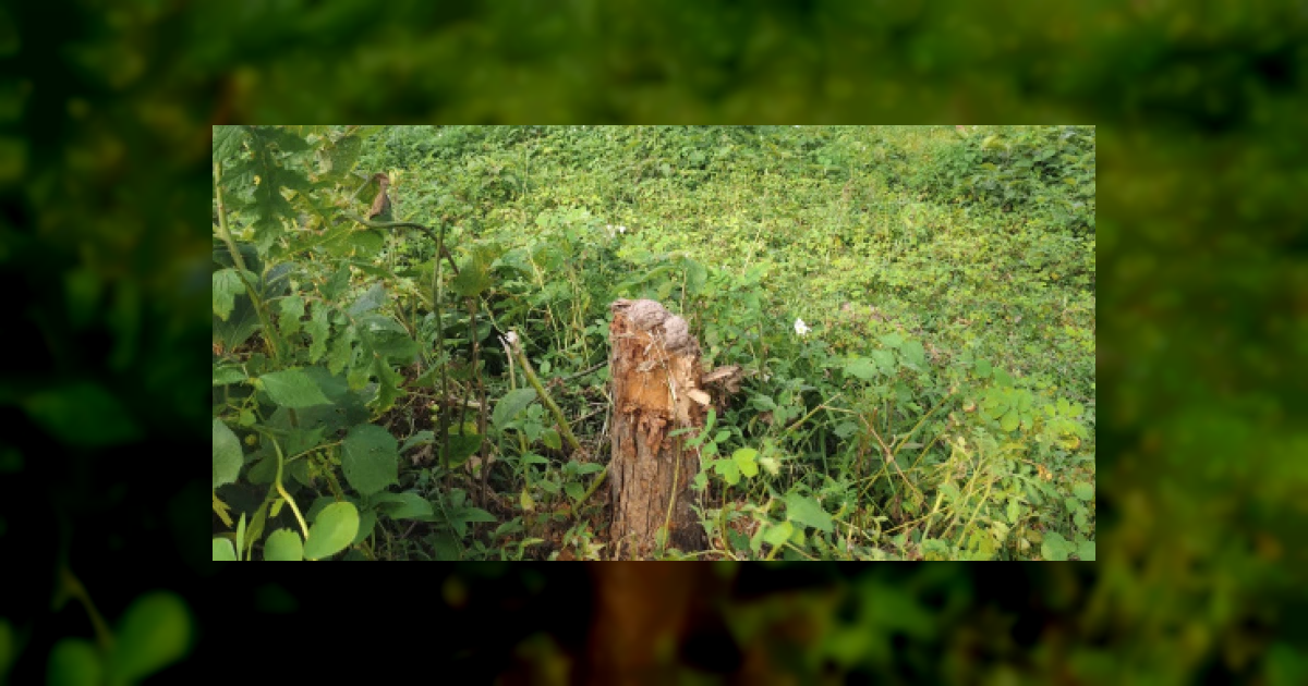 Lack of monitoring, trees are being cleared from Kaluajote's social ...