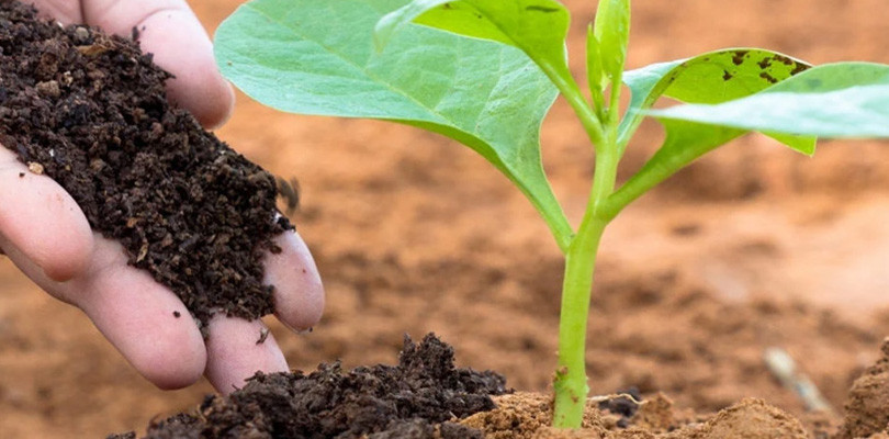 The state has set a target of planting 1,000 saplings for each MLA ...