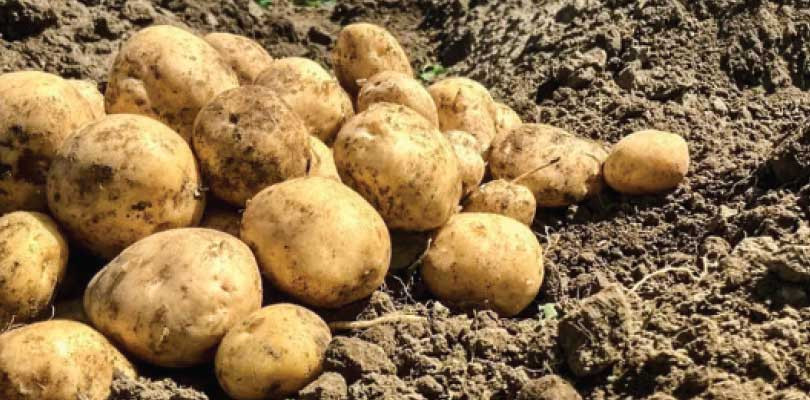 Business association demands investigation into potato exports ...