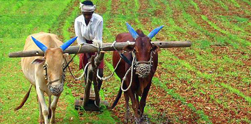 Low supply of fertilizer, negative impact on agriculture